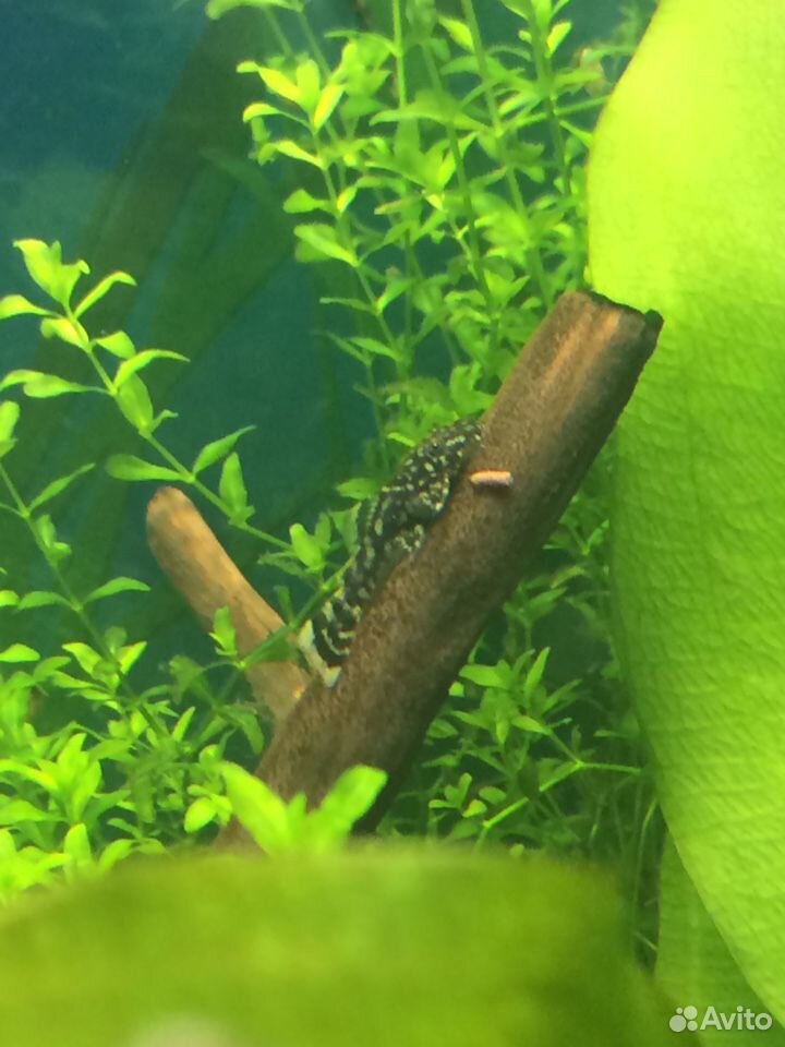 Малёк Анцитруса