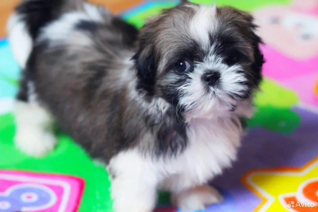 Мини триколорка