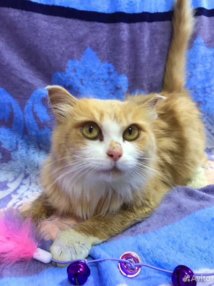 Злата в добрые руки