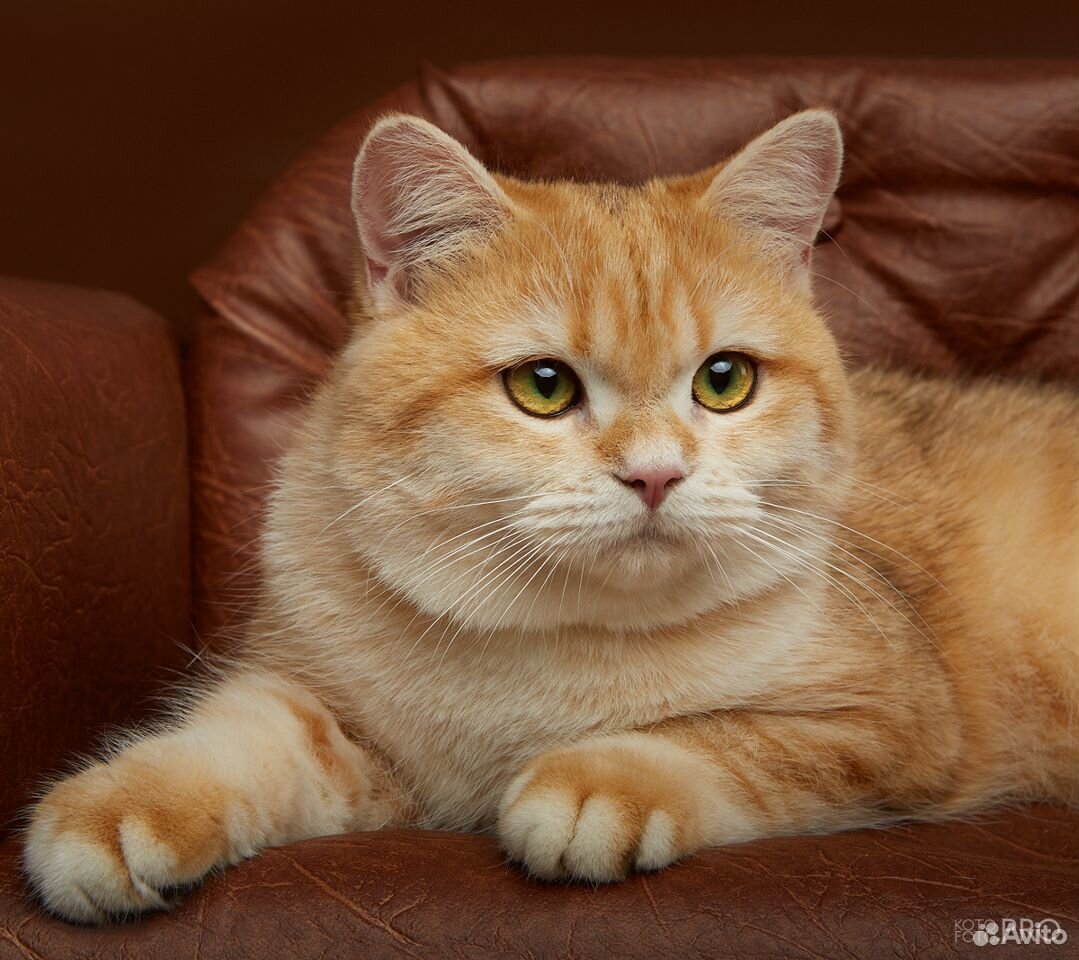 Британский кот