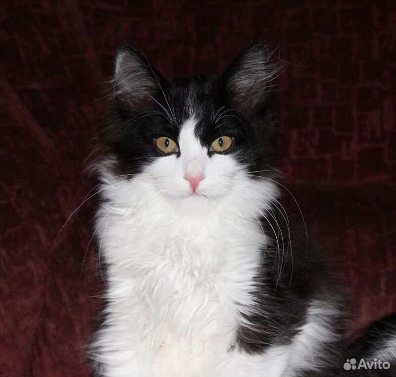Курильский бобтейл, кошечка Zorro