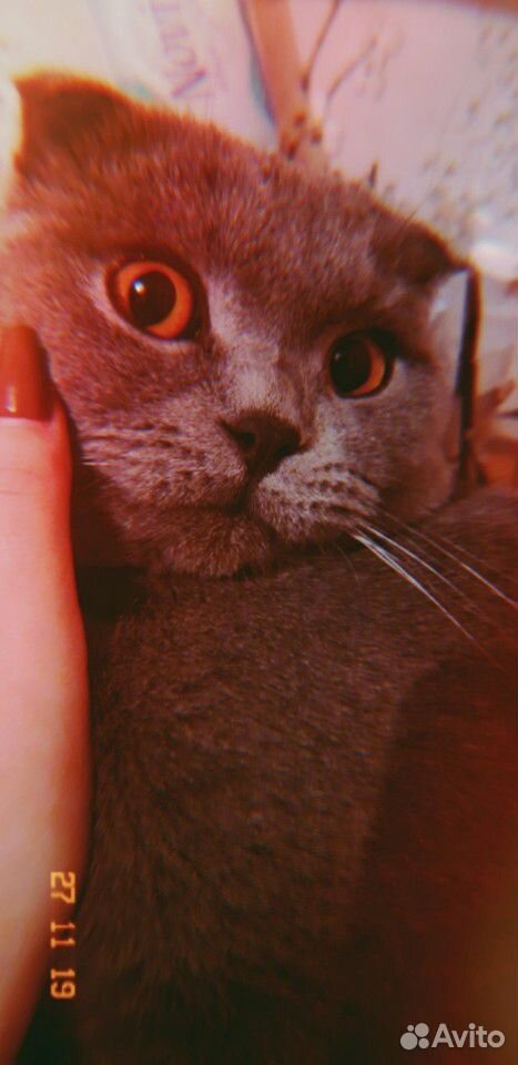 Случка - вязка