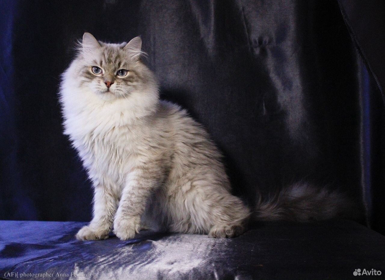 Сибирский Невский Маскарадный котик