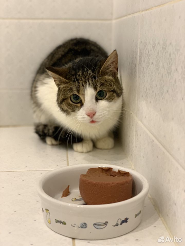 Кошечка, которая выжила после дтп, ищет дом