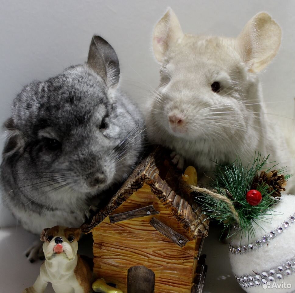 Шиншиллы братики стандарт и пастель
