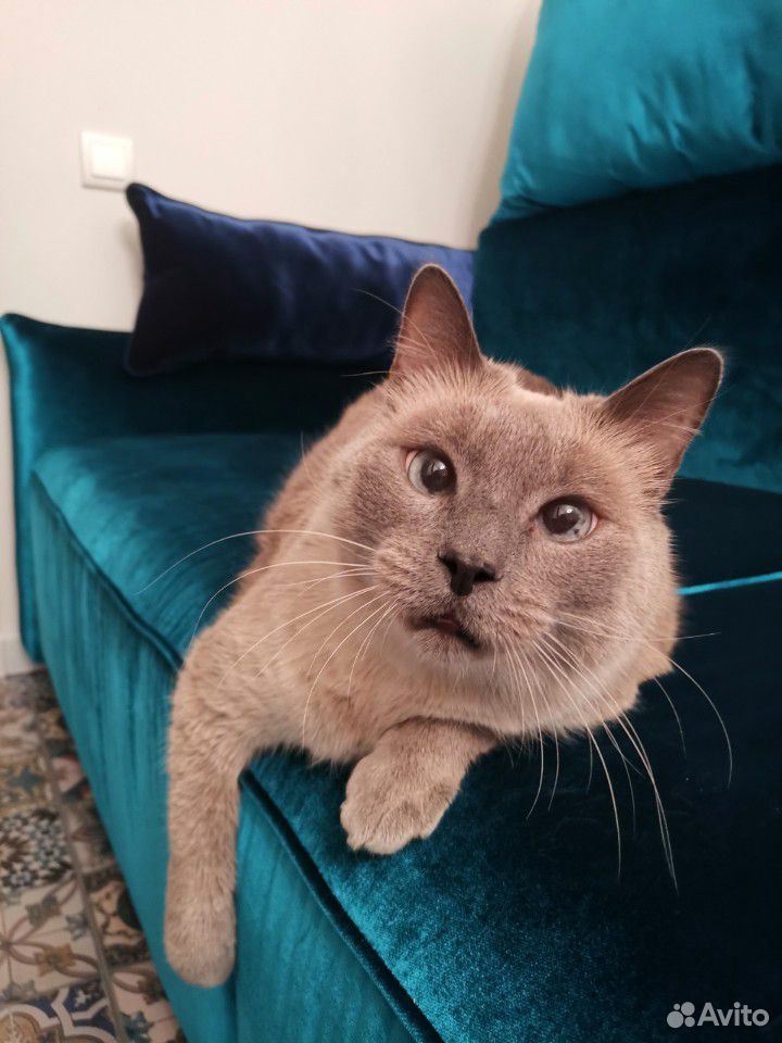 Кот сиамский тайский жирный