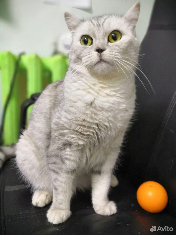 Кошечка