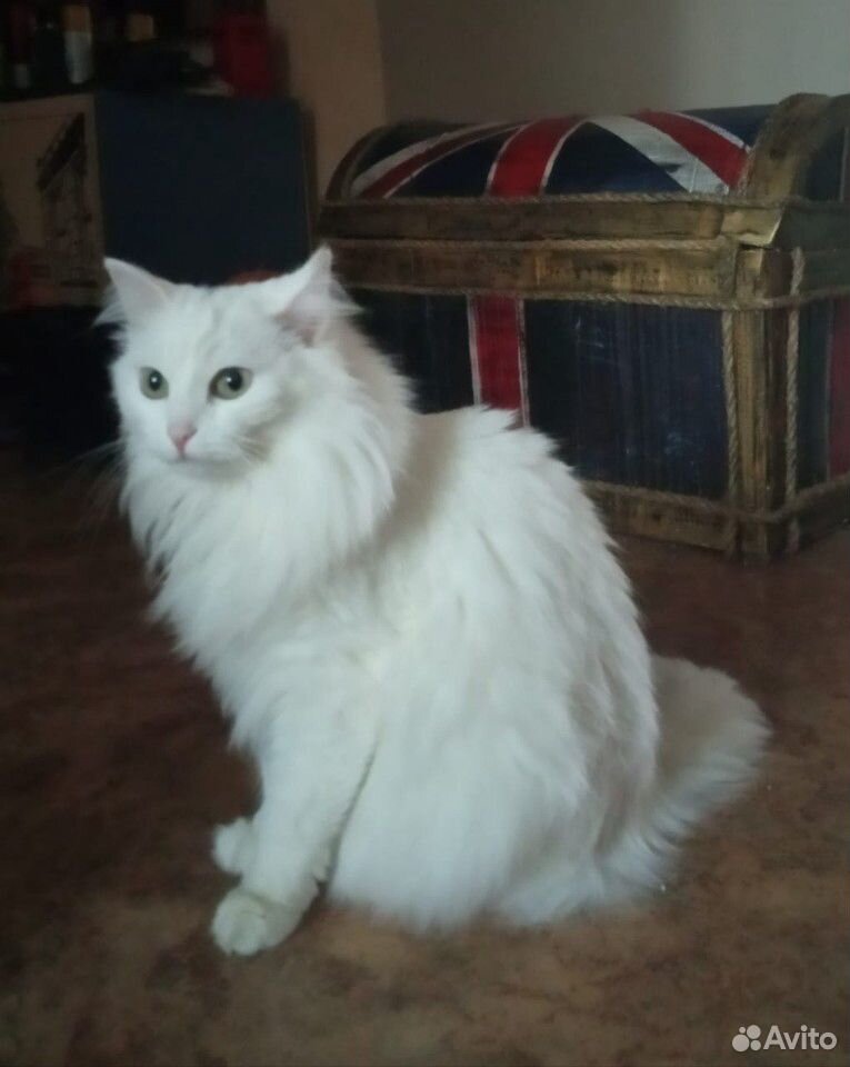 Кошка