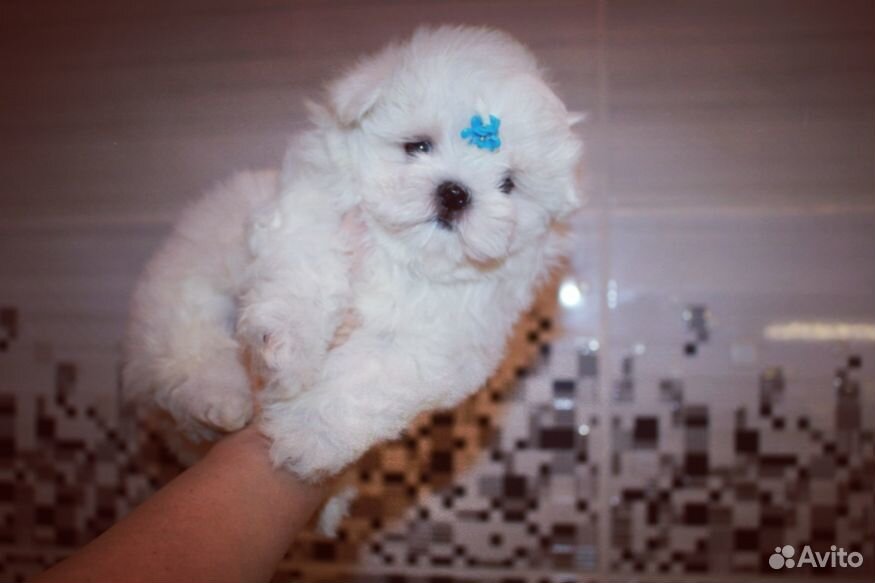 Крошечный мальчик мальтезе 2 мес