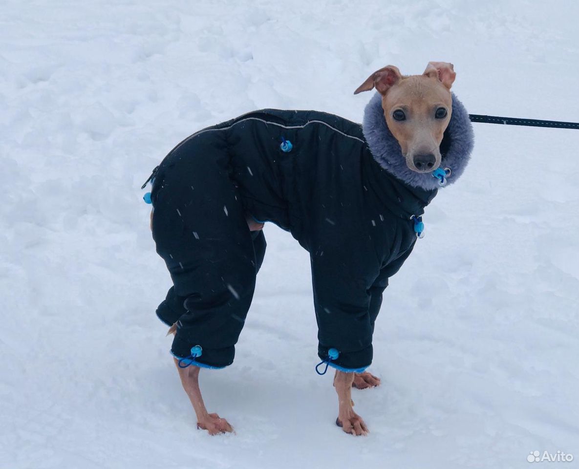 Левретка кобель для вязки