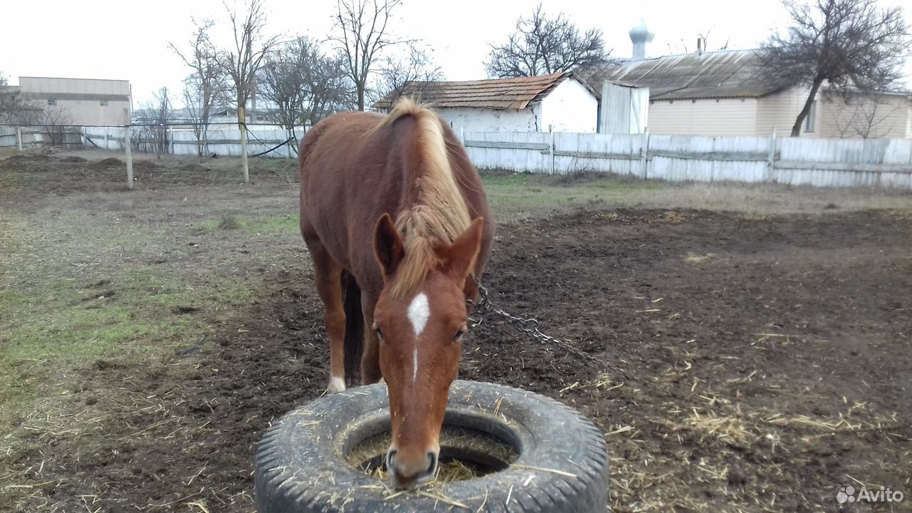 Кобыла 3,5 года