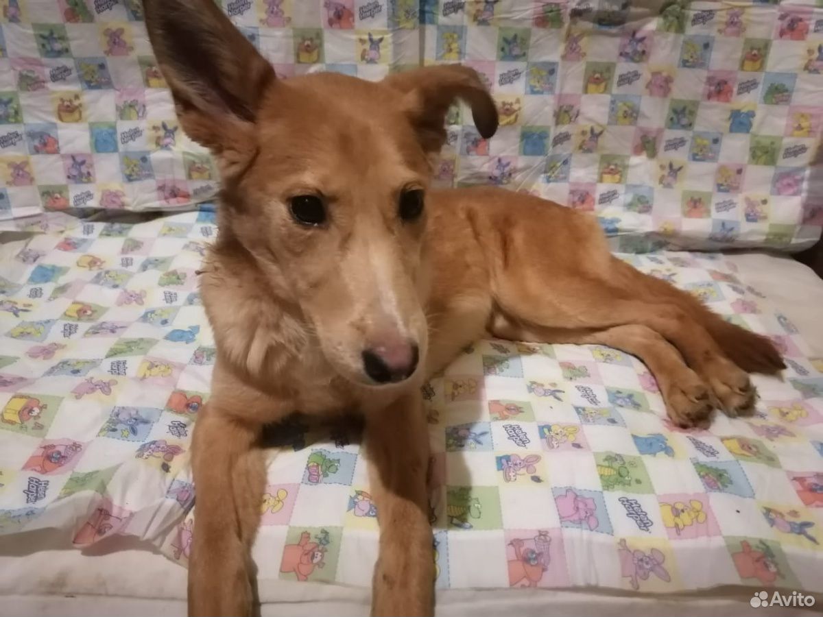 Бонечка из приюта ищет свою семью