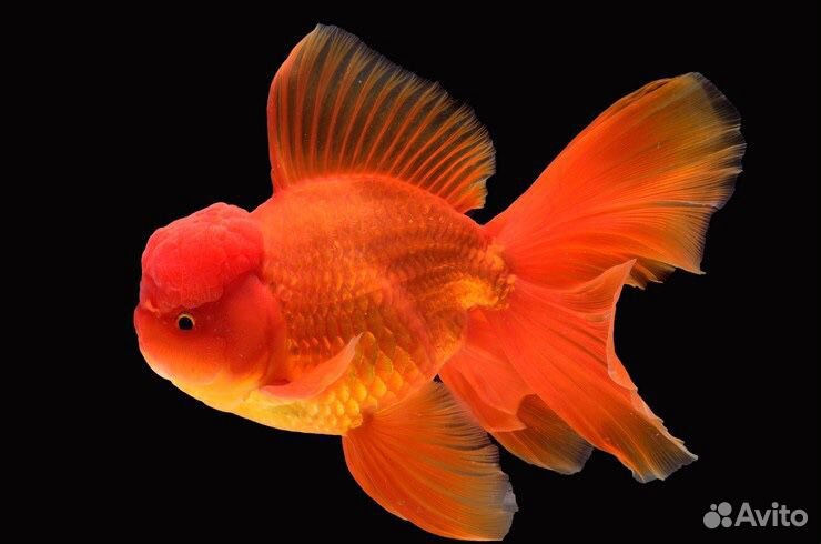 Золотая рыбка, телескоп, Красная Шапочка