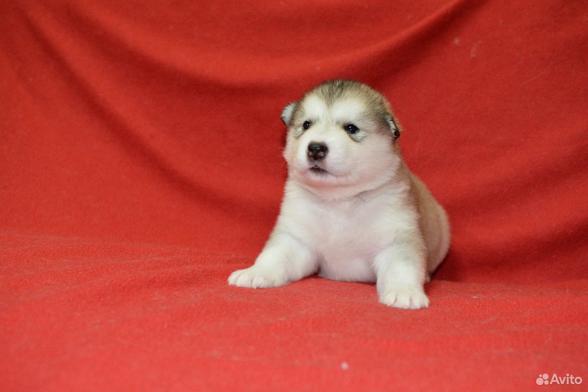 Шикарные маламутодетки