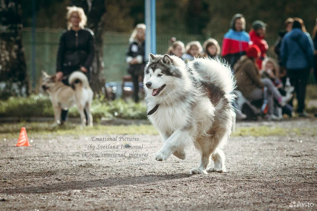 Вязка маламута