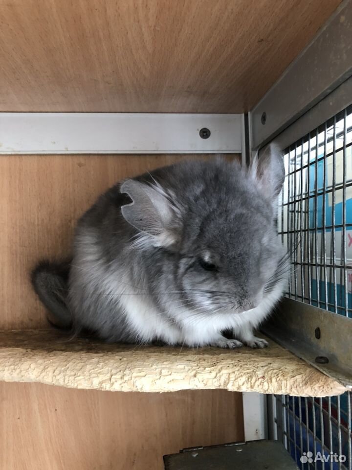 Шиншилла фиолетовая ангора