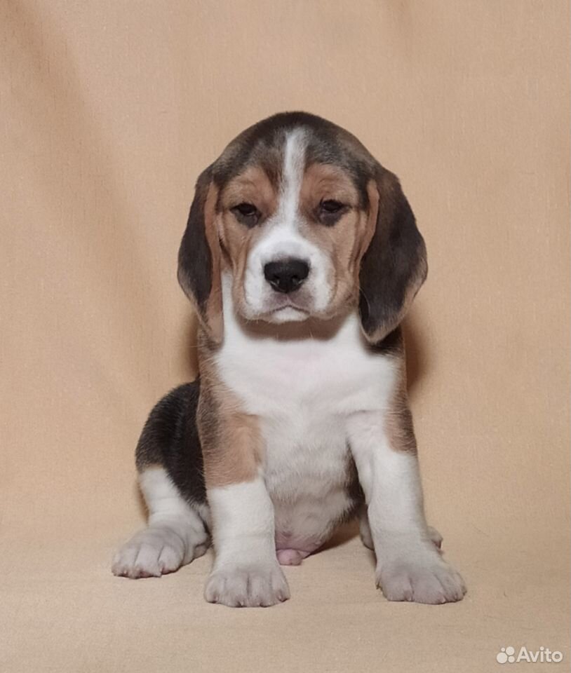 Мальчик бигля. Питомник РКФ