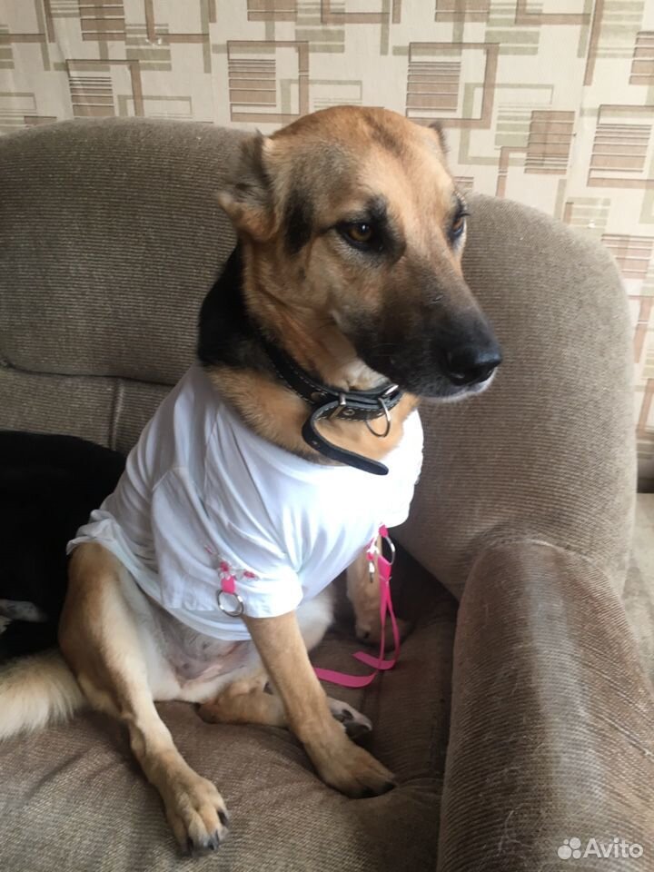 Собака Саррочка в добрые руки