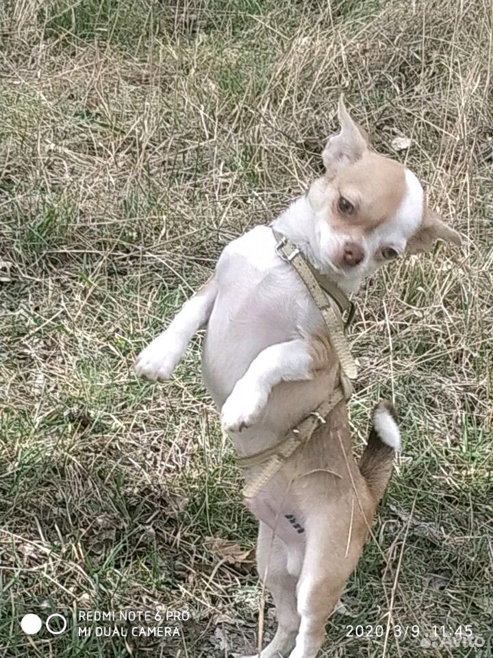 Мальчик чихуахуа