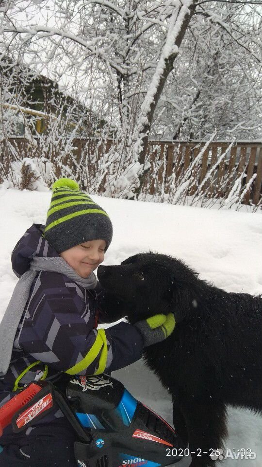 Щенки ждут своего любящего хозяина