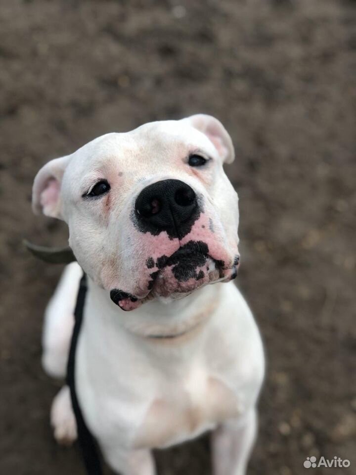 Серьезный Томми в дар