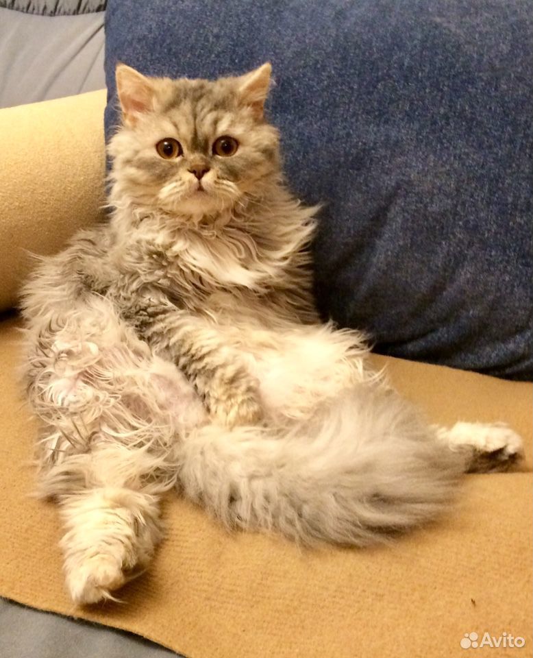 Кошка в кудрявой шубке