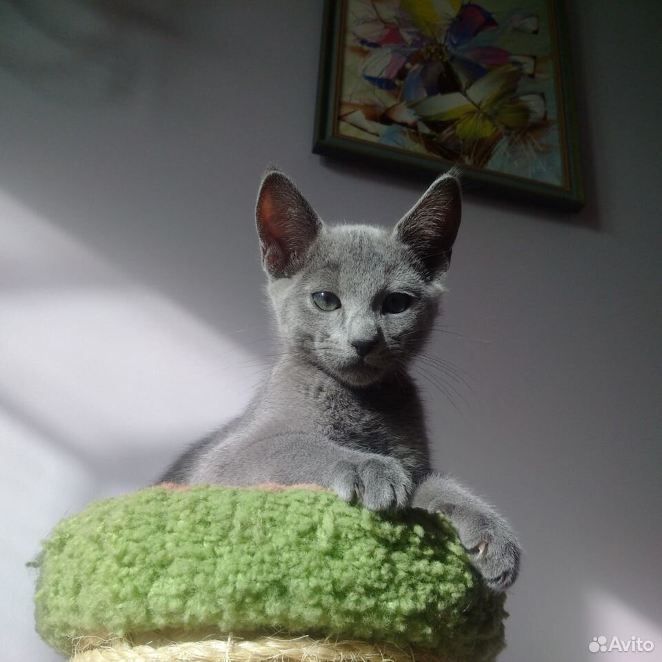 Котята Русской голубой породы