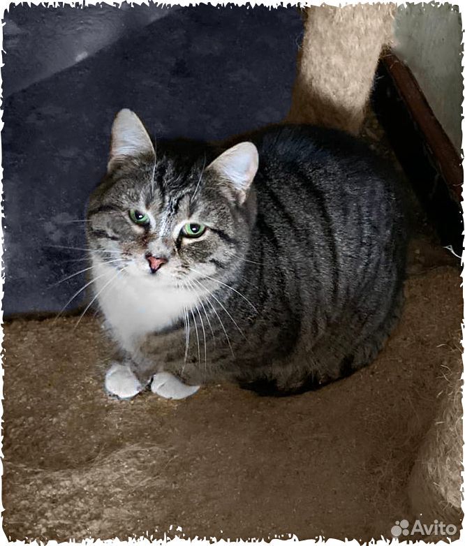 Котик Фродо