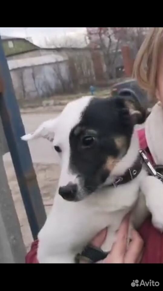 Ищет добрые руки Фиона