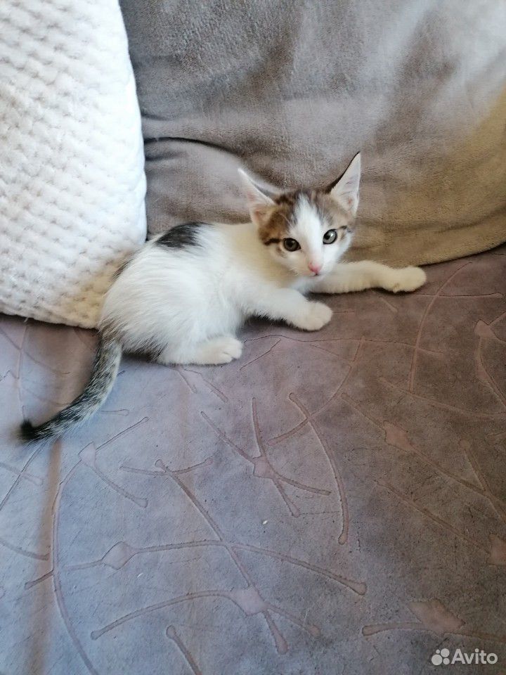 Малыш в поисках дома