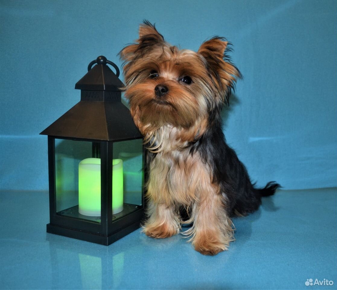 Очаровательный мини-мальчик с документами РКФ