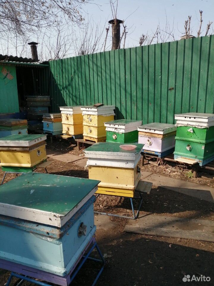 Пчелы семьи