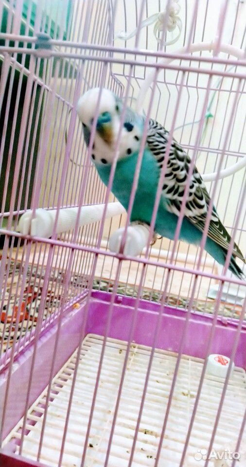 Волнистый попугай мальчик