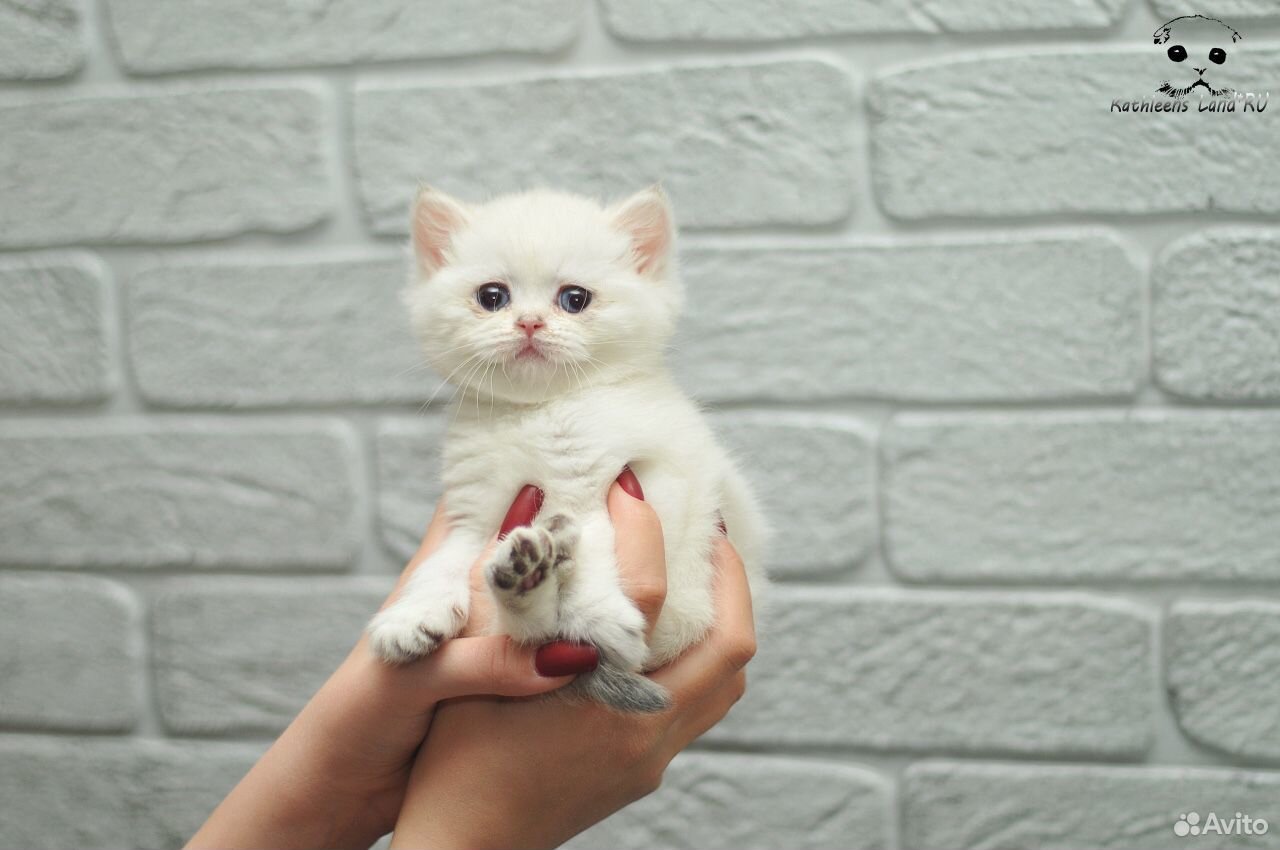 Золотые британчики