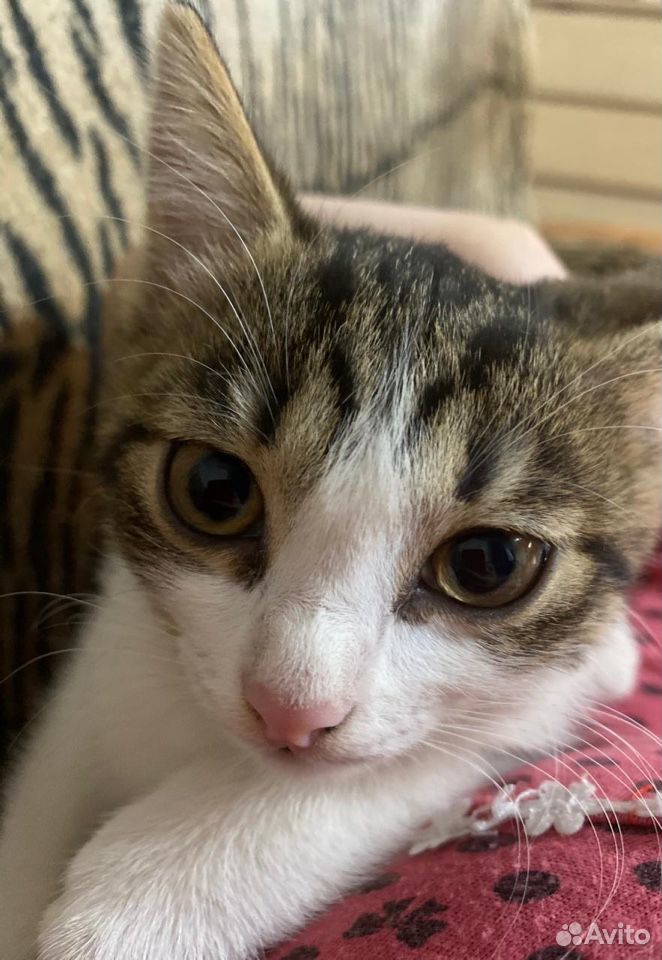 Котята в хорошие руки