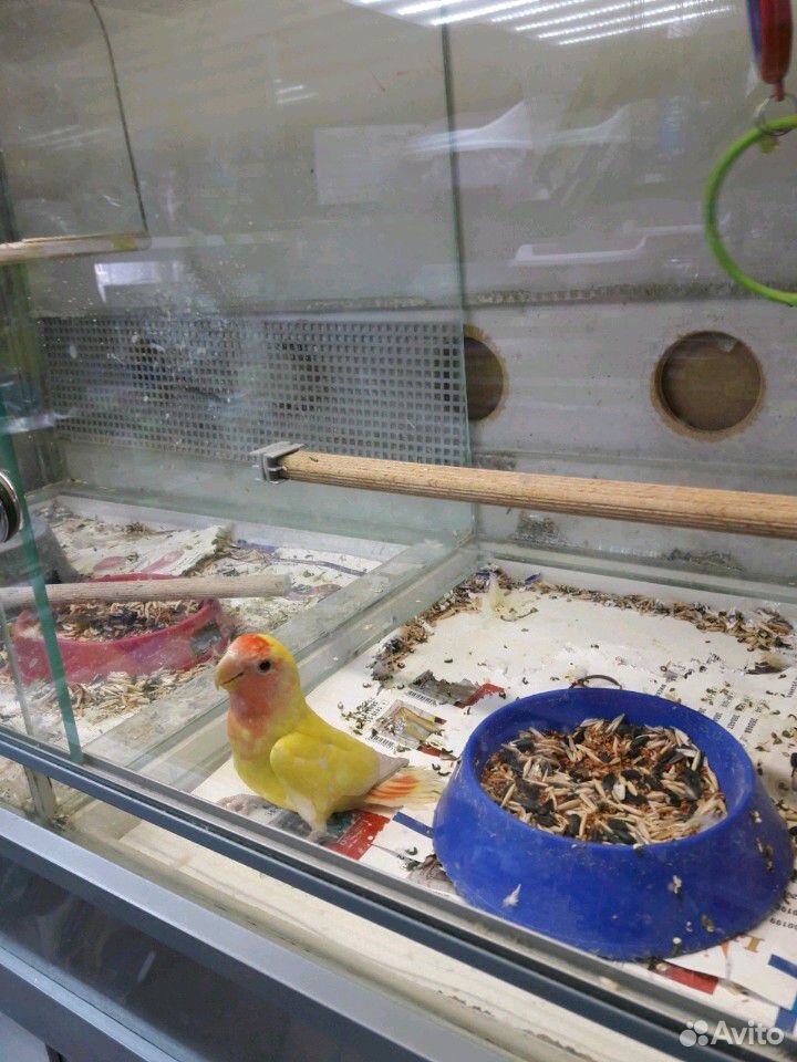 Неразлучник