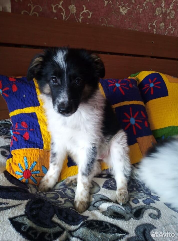 Щенок (девочка, 3.5 месяца) в дар