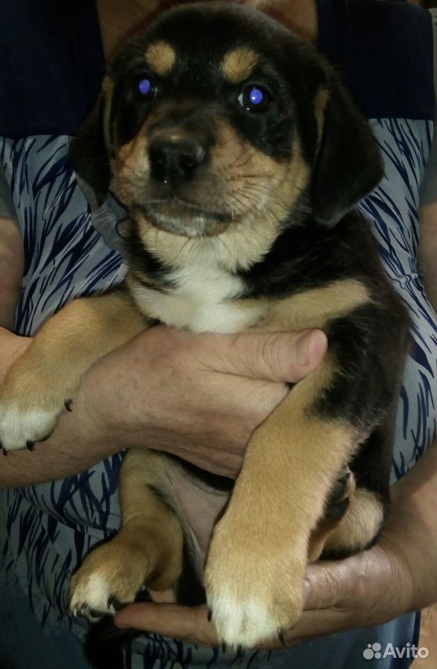 Умные щенки бесплатно