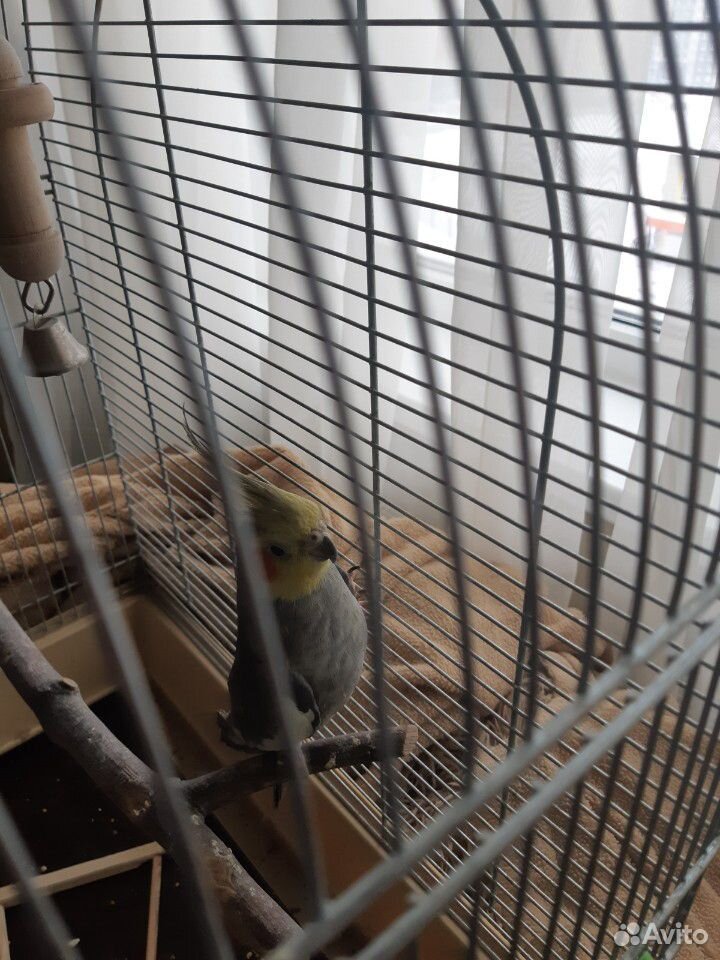 Попугай карелла