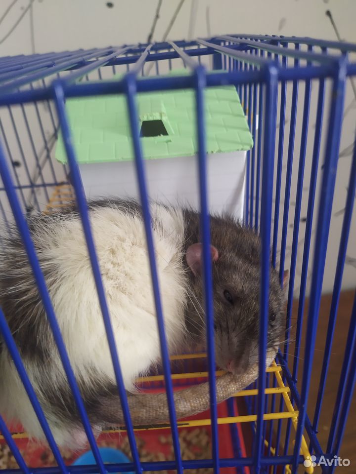 Половозрелый самец Дамбо