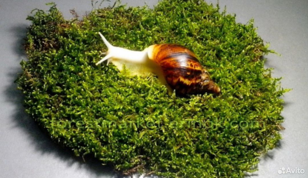 Мох для улиток