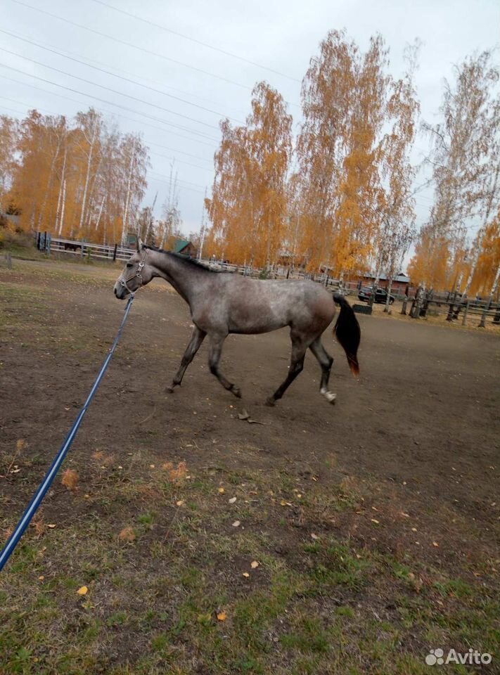 Продаётся лошадь