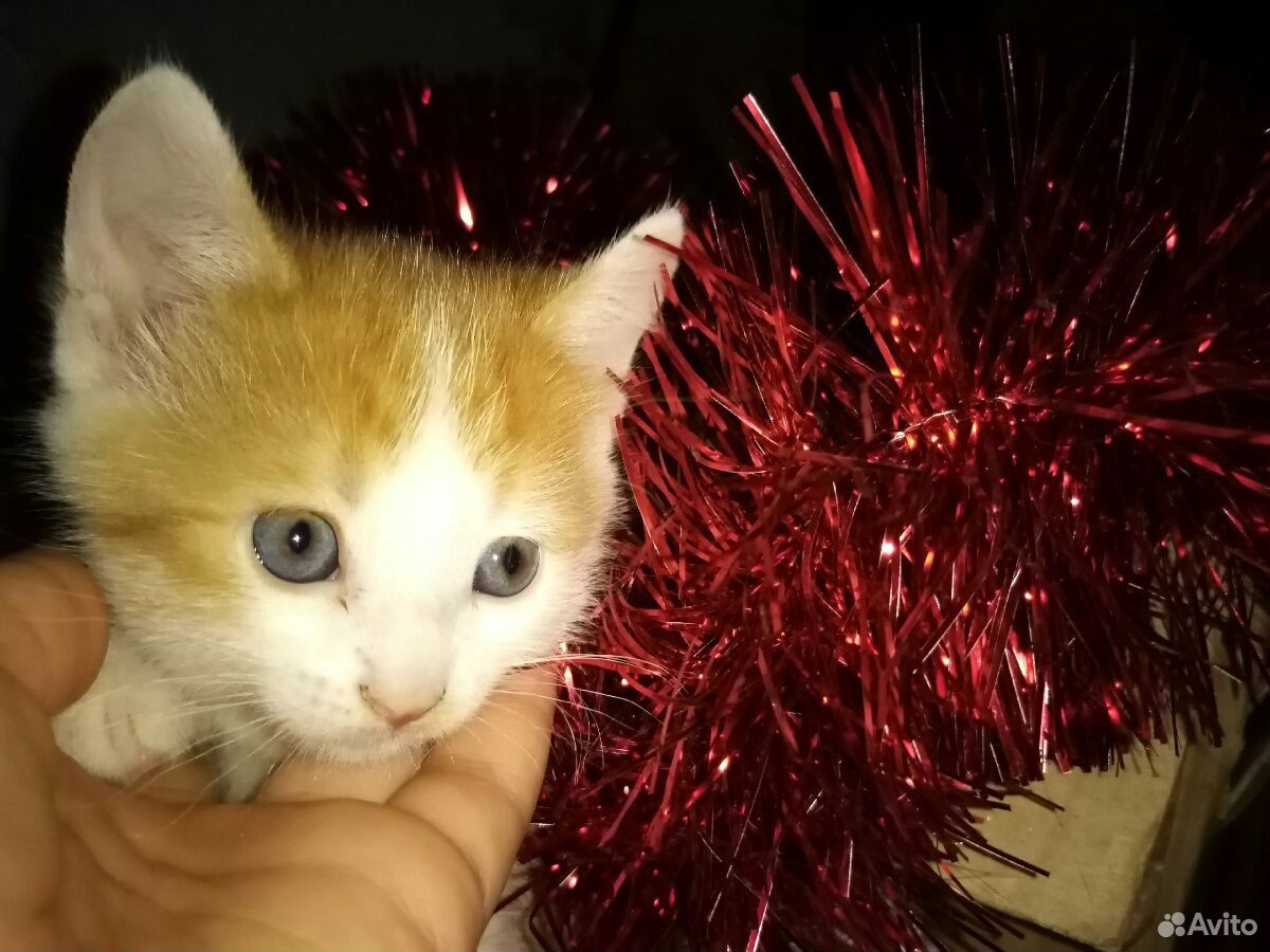 Котенок
