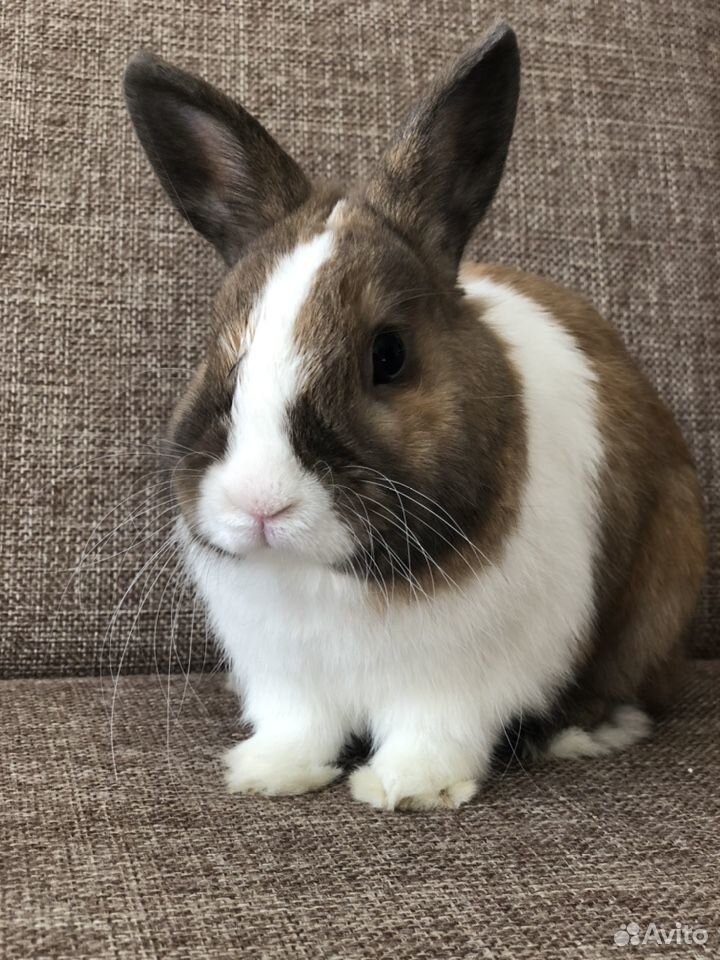Кролик девочка 1 годик