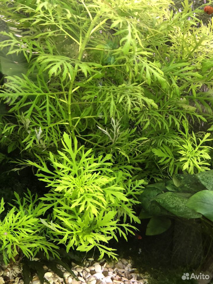 Аквариумное растение