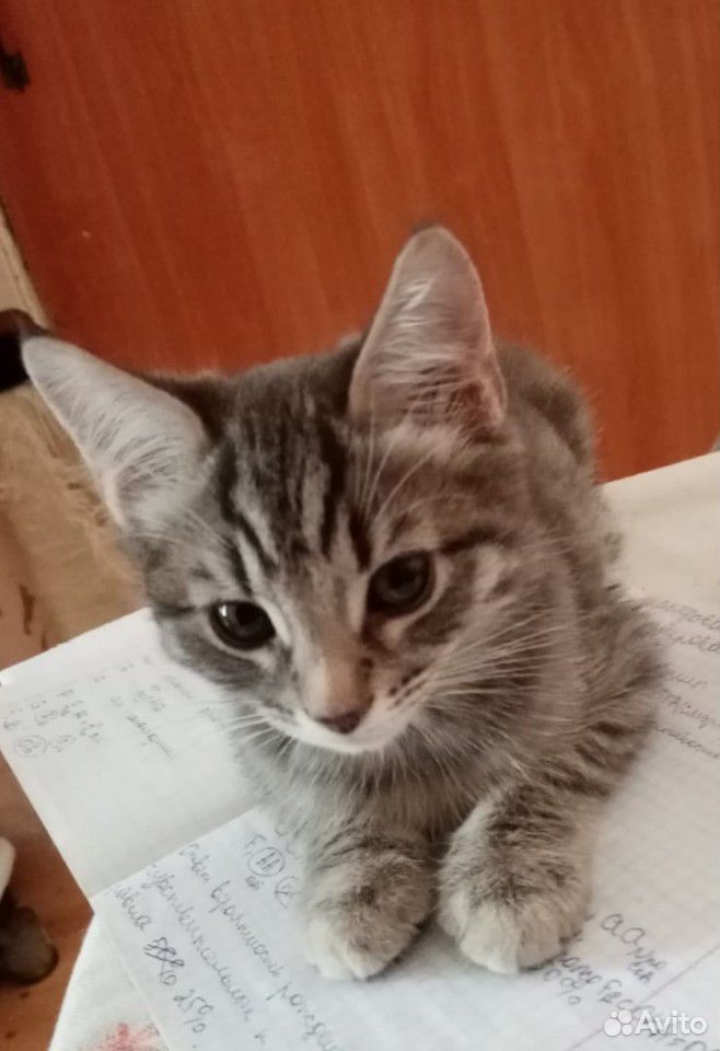 Милые и дружелюбные котята