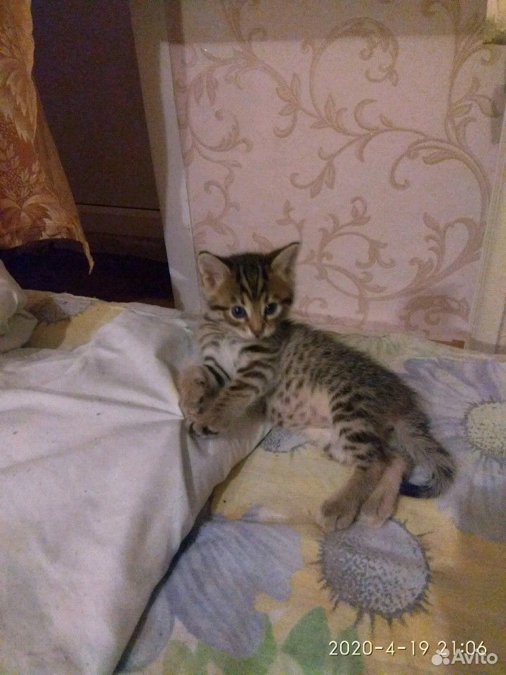Отдам маленьких лапочек)