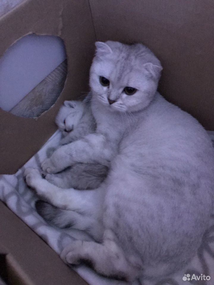 Британские котята