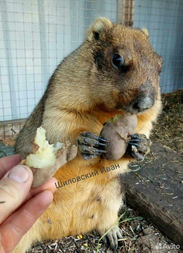 Сурок байбак