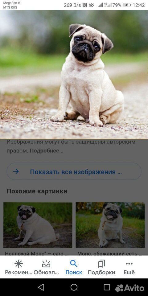 Мопс